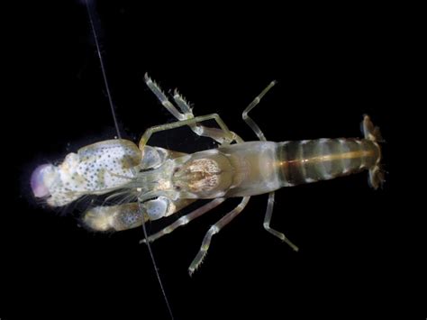 Snapping Shrimp Create Rowdy Reef In Kimberley Marine Park Curtin