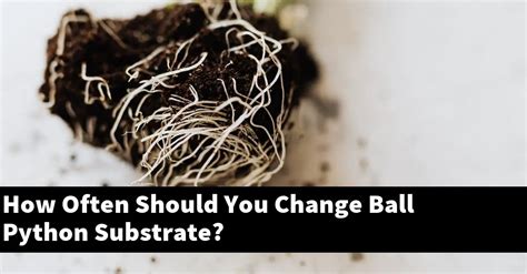 How Often Should You Change Ball Python Substrate My Reptile Blog
