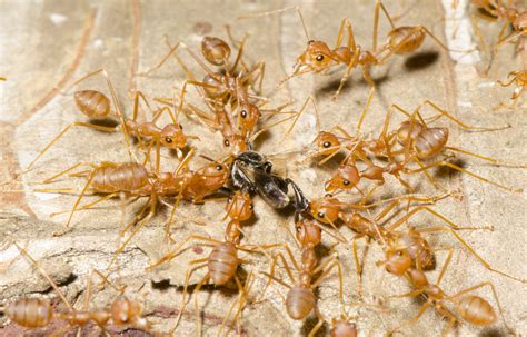 Types Of Ants In A Colony At Emily Barnum Blog