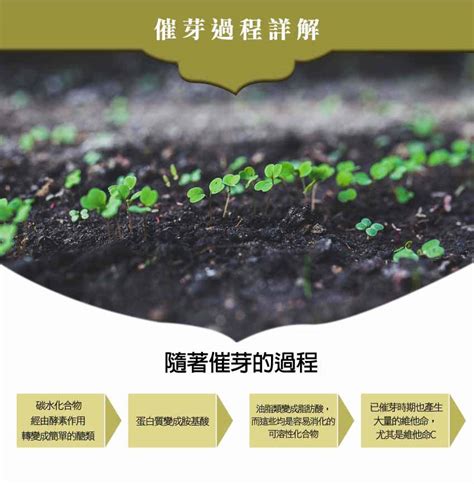 已催芽冷壓芝麻油為冷壓級油品中生物科技的新創品