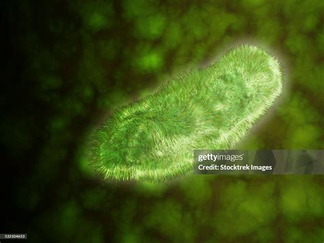 Microscopic View Of Protozoa High Res Vector Graphic Getty Images