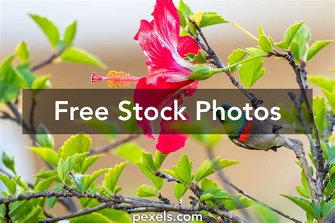 Tree Migration Photos Download The Best Free Tree Migration Stock