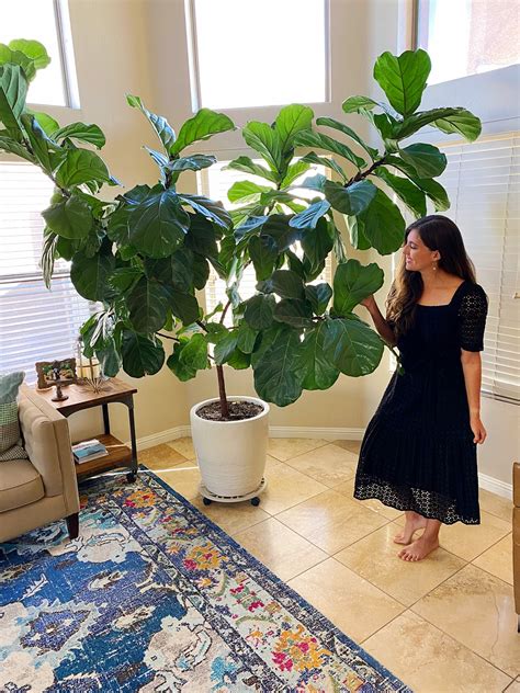 Easy Methods To Look After Fiddle Leaf Fig Timber Ivugangingo