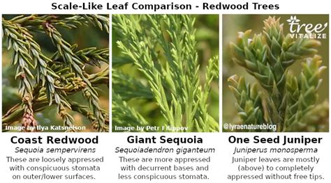 8 Different Types Of Redwood Trees And Identifying Features