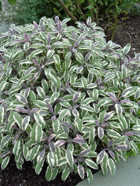 Plants With Variegated Leaves