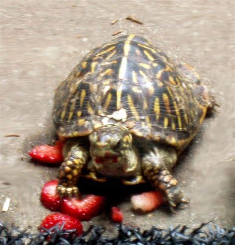 What To Do If Your Box Turtle Won T Eat Box Turtle World