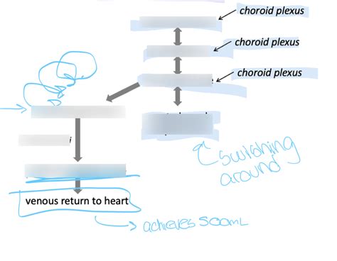 Diagram Of Biol 373 Unit 2 Circulation Of Csf Flowchart Quizlet Diagram Of Biol 373 Unit 2 Circulation Of Csf Flowchart Quizlet
