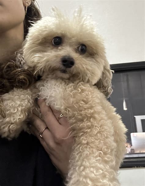 D Pet Hotels Hollywood Added A D Pet Hotels Hollywood