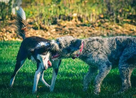 How To Stop Dog Aggression Towards Other Dogs - Your Dog Advisor