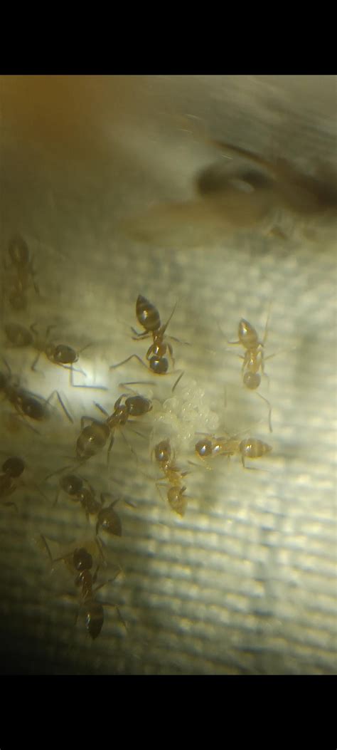 Need Identification R Antkeeping