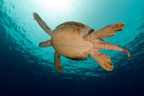 Do Turtles Have Tails How They Use It And Why Reptilia Planet