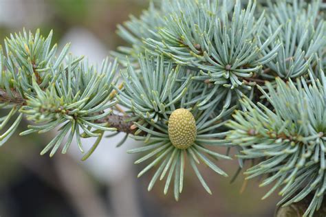 Cedar Atlantica Glauca Cedrus Atlantica Glauca Pendula Weeping Blue
