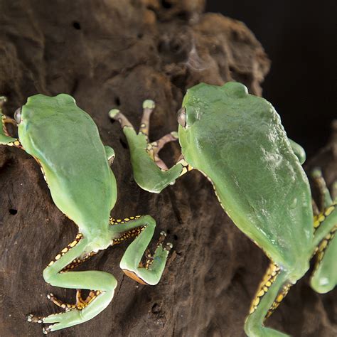 Phyllomedusa Bicolor 'Waxy Monkey Tree Frog' - Jungle Jewel Exotics