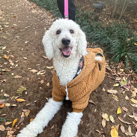 스탠다드푸들 망고 강아지 책임분양 ♥ 아이조아 유기방지입양 파양 강아지보호소 고양이보호소 무료분양센터