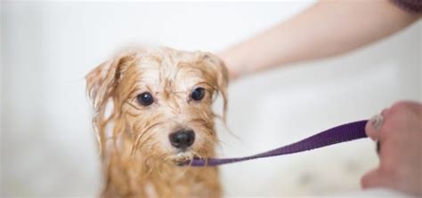 How To Archive Gitlab Project Complete Instructions