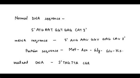 Solved Normal Dna Sequence 5 Atg Aat Ggt Gag Cat 3 Mutant Dna Sequence 5 Tag Tta Cga Ctg