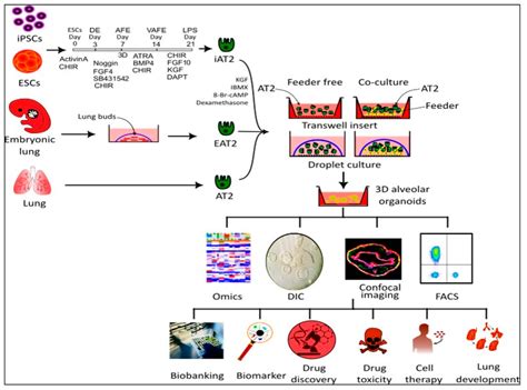 Overview Of At2 Organoid Cultures At2 Cells Can Be Derived From