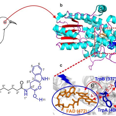 Structural Representation Of Natural Cryptochrome And Artificial Dyad