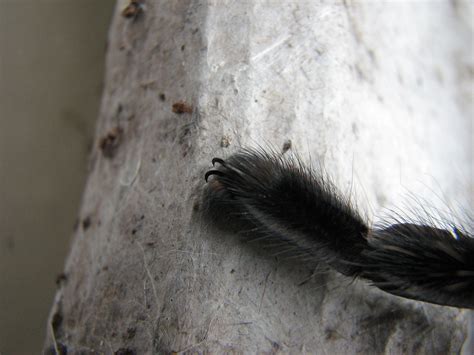 The Anatomy Of Tarantula Paws