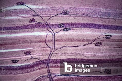 Image Of Motor Neuron Synapsing With Skeletan Muscle Cells Brain