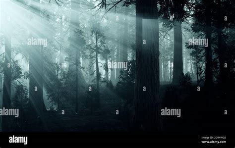 Black Tree Trunk In A Dark Pine Tree Forest Stock Photo Alamy