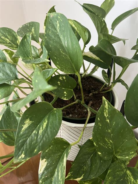 Is This Saprophytic Fungi Or Something More Concerning Rplantclinic