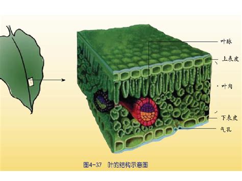 4 5 植物的叶与蒸腾作用（课件 28张ppt） 21世纪教育网