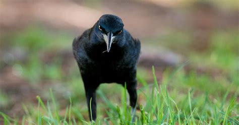 Zanate Mayor Audubon Field Guide