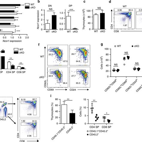 Late Stage Thymocyte Development Is Defective In Ncor1 Deficient Mice