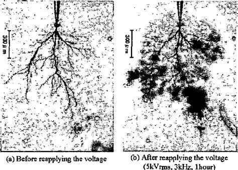 Figure 7 From Inception And Propagation Of Electrical Tree From Water