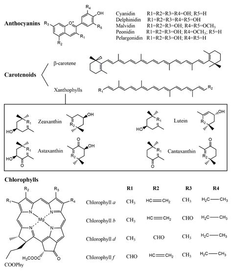 Anthocyanins Carotenoids And Chlorophylls In Edible Plant Leaves Unveiled By Tandem Mass