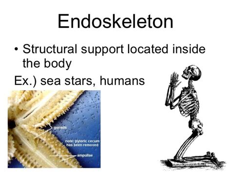 Endoskeleton Meaning Bone Wikiwand