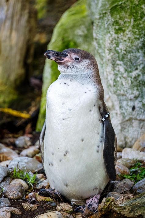 70 000 Free Happy Penguin And Penguin Images Pixabay