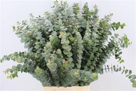 Eucalyptus Baby Blue - Flora United International