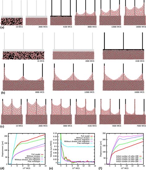 Collective Cell Migration Cells Are Initially Confined To The Download Scientific Diagram