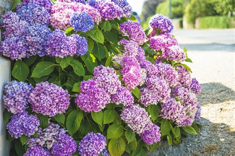 7 Must Have Flowering Shrubs For Your Georgia Landscaping In 2025