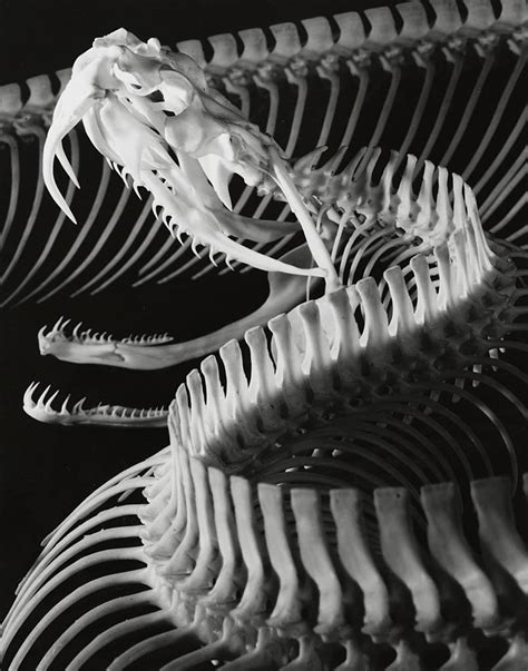 Hookworms Could Help Treat Asthma Artofit