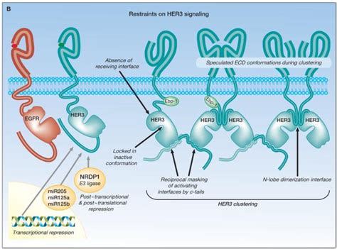 Her3 Comes Of Age New Insights Into Its Functions And Role In