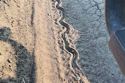 Rhulani Safari Lodge A Mysterious Snake Track