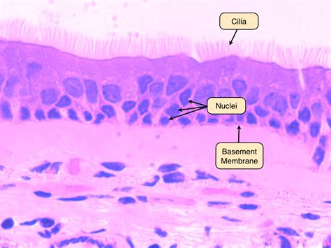 Simple Squamous Epithelium Labeled