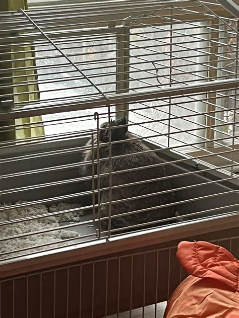 Rabbit Behaviour Concern Rrabbits