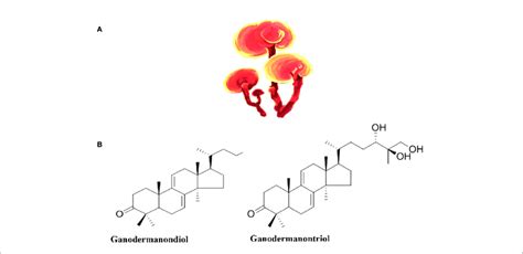Ganoderma Lucidum A Ganoderma Lucidum From Download Scientific Diagram