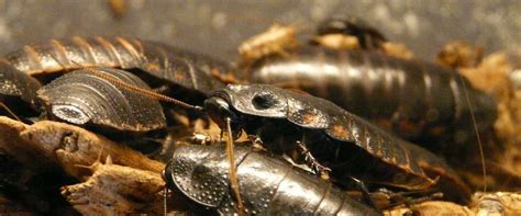 Care Sheet For Madagascar Hissing Cockroaches Keeping Bugs