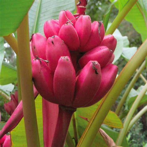Musa Velutina Pink Velvet Banana 10 Seeds Etsy