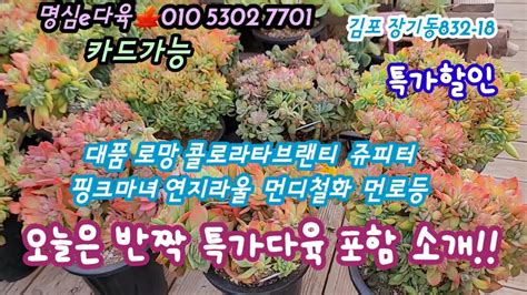 명심e다육 대품러우 핑크여왕등 특가할인 하는 품종포함 풍성한군생들 5포트만원다육 명심e다육010 5302 7701유료