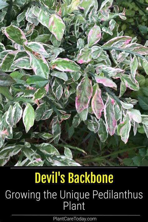 Devils Backbone Plant How To Grow The Curious Pedilanthus Tithymaloid Plants Devil Planting