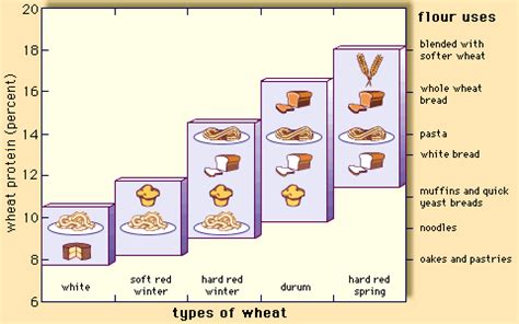 Cereal Processing Wheat Varieties Characteristics Britannica