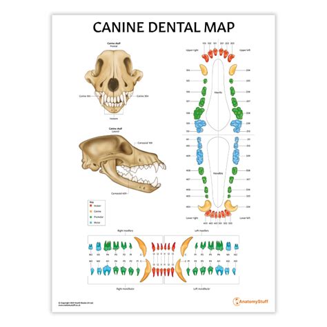 Canine Dental Map Poster Dog Teeth Anatomy Chart Anatomystuff