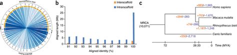 Comparative Genomic Analysis Of R Bieti A Whole Genome Synteny