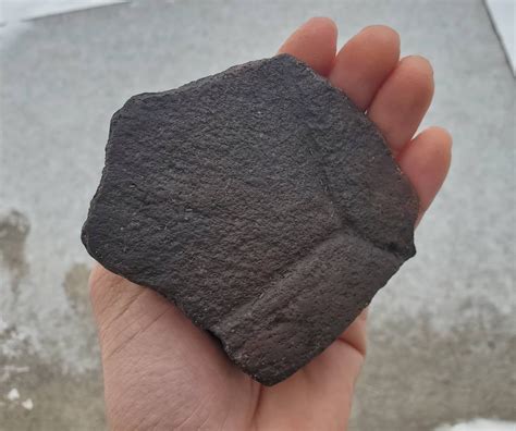 Monstrous Fossilized Turtle Shell Section Florida Fossil Etsy